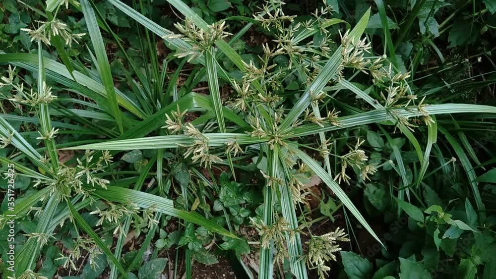 Cyperus rotundus (coco-grass, Java grass, nut grass, purple nut sedge ...