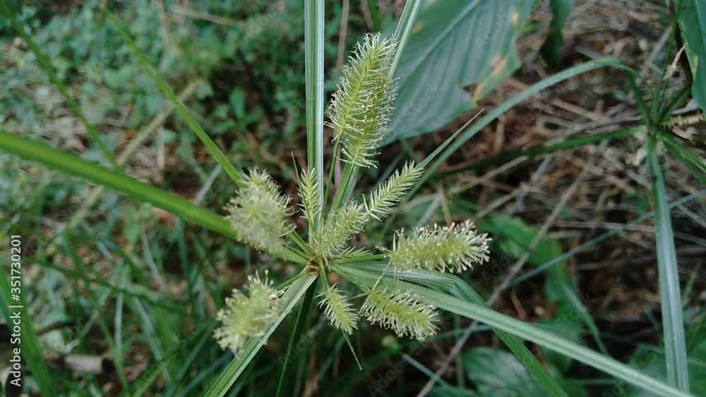 Vidéo Stock Cyperus rotundus (coco-grass, Java grass, nut grass, purple ...