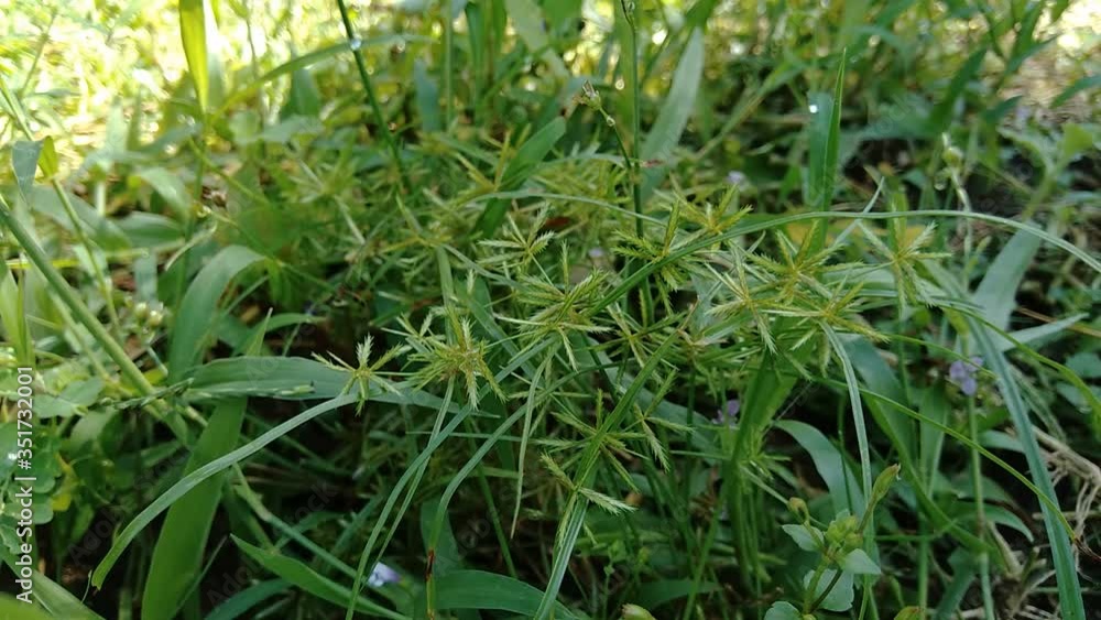 Cyperus rotundus (coco-grass, Java grass, nut grass, purple nut sedge ...
