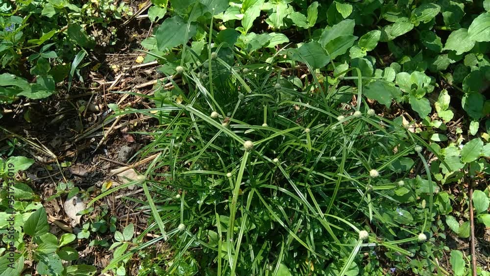 Vidéo Stock Cyperus rotundus (coco-grass, Java grass, nut grass, purple ...