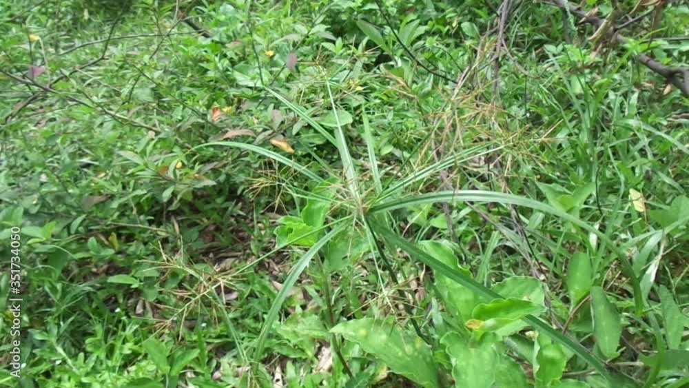 Vidéo Stock Cyperus rotundus (coco-grass, Java grass, nut grass, purple ...