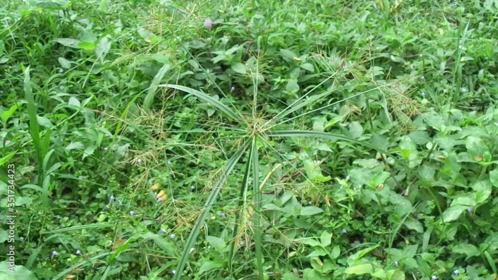 Cyperus rotundus (coco-grass, Java grass, nut grass, purple nut sedge ...