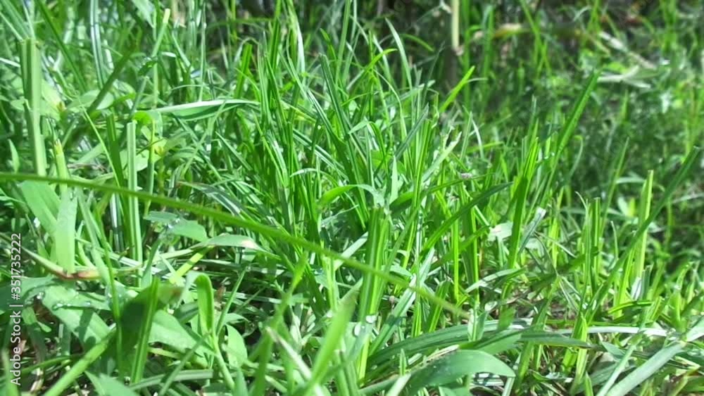Cyperus rotundus (coco-grass, Java grass, nut grass, purple nut sedge ...