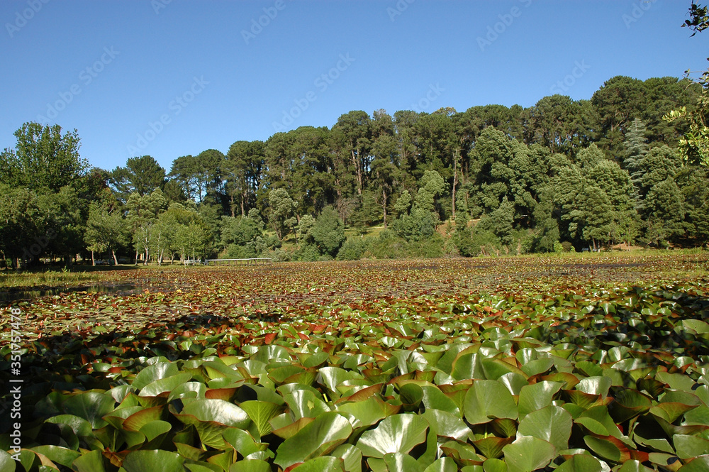 Paisajes naturales naturaleza sur de Chile Valdivia Stock Photo | Adobe ...