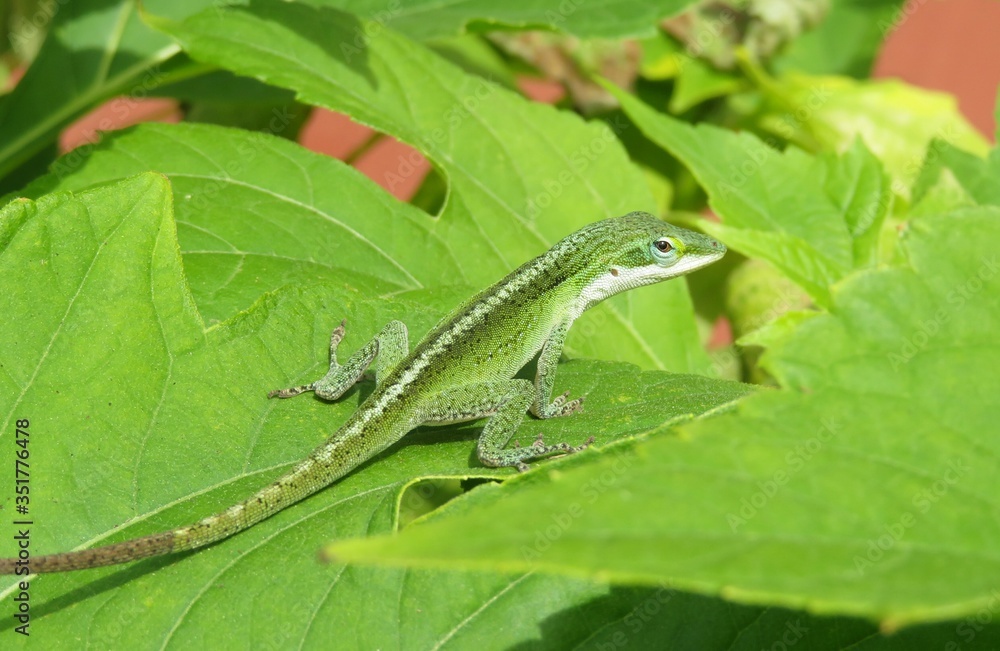 Baby Anole Lizard