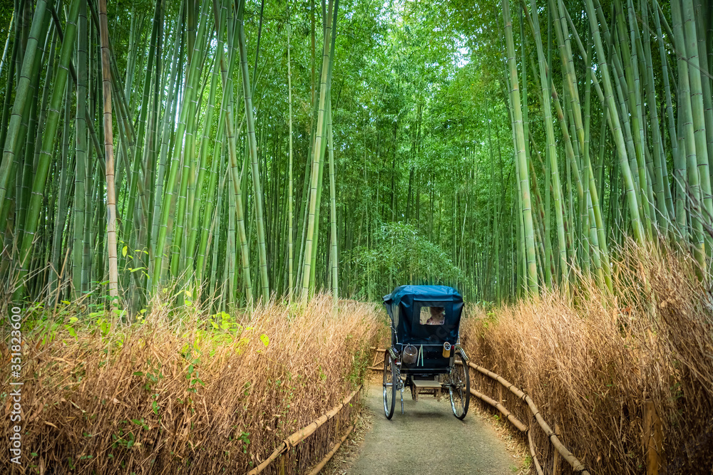 The Nature Of Japan. Sagano bamboo forest. Protected area in Kyoto ...