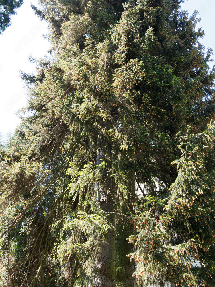 Fotka „(Picea orientalis) Sapinette d'orient, un grand arbre, conifère ...