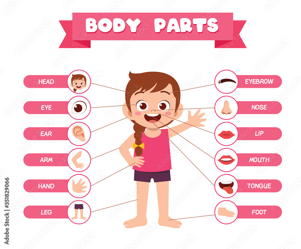 happy cute kid girl body part anatomy Stock Vector | Adobe Stock
