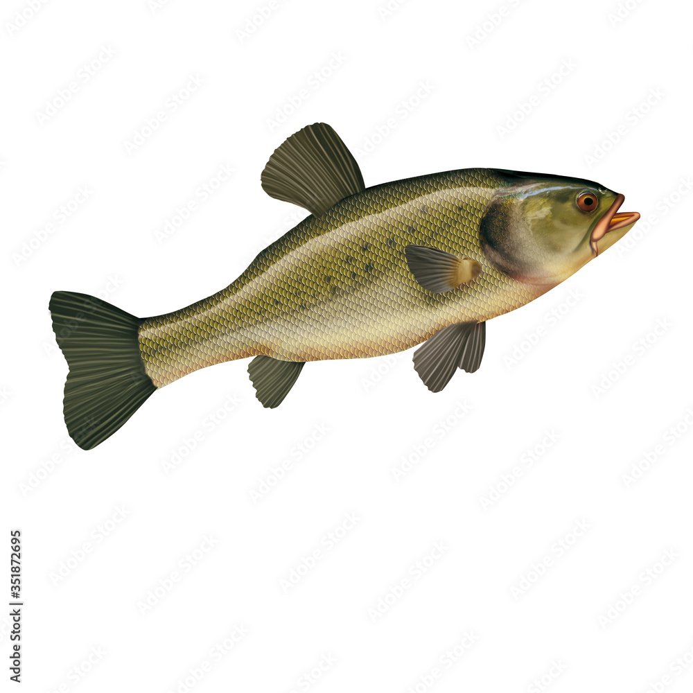 poisson, tanche , animal, pêche, aliment, eau, eau douce, blanc, nature ...