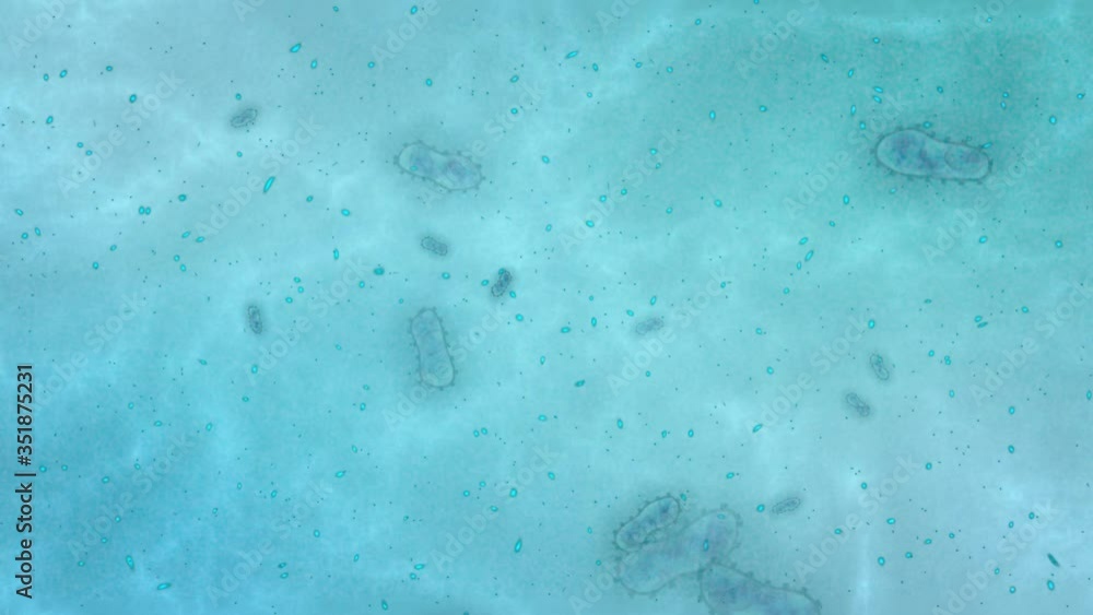 Moving bacteria on the image from under the microscope. Background ...