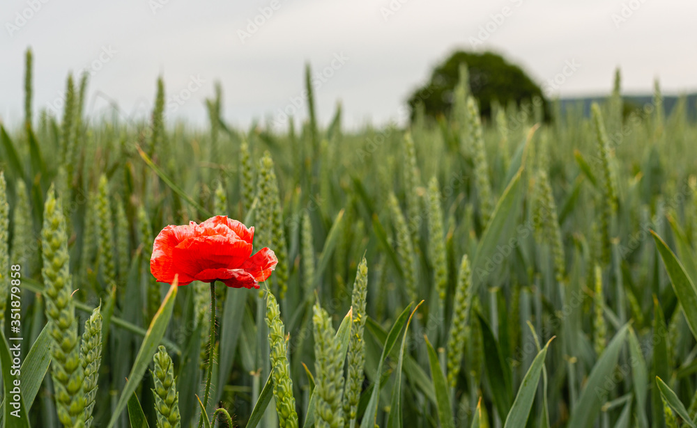 Maki na polu jeczmienia. Czerwony mak. Kwiaty polne. Sezonowe rosliny ...