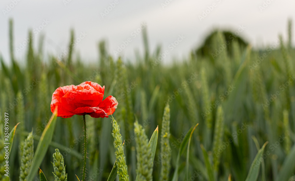 Maki na polu jeczmienia. Czerwony mak. Kwiaty polne. Sezonowe rosliny ...