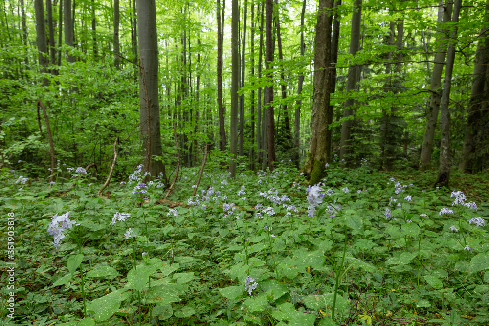 Lunaria rediviva, known as perennial honesty, is a hairy-stemmed perennial herb found throughout ...