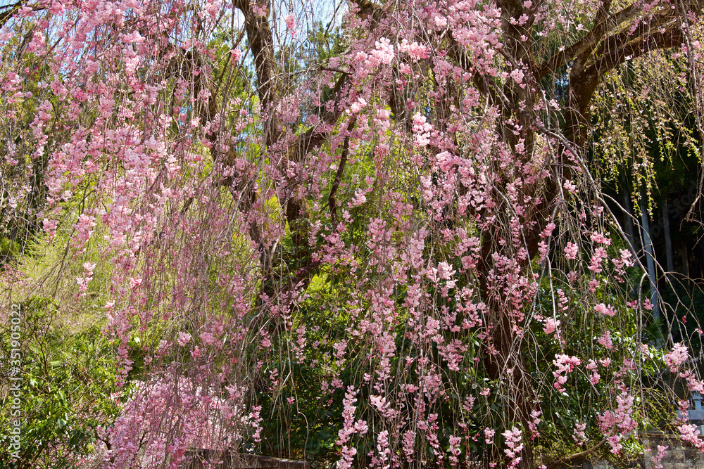 Beautiful weeping cherry tree in a Japanese temple. Stock Photo | Adobe ...