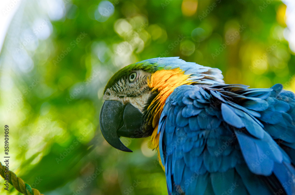 Beautiful turquoise and yellow Macaw parrot sitting on tree branch in ...