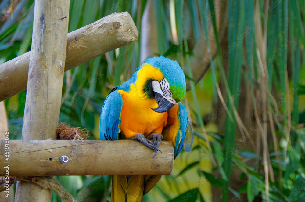 Beautiful turquoise and yellow Macaw parrot sleeping on tree branch in ...