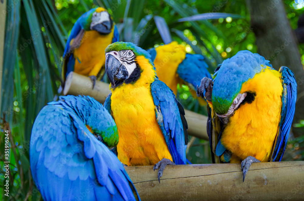Beautiful turquoise and yellow Macaw parrot sitting on tree branch in ...