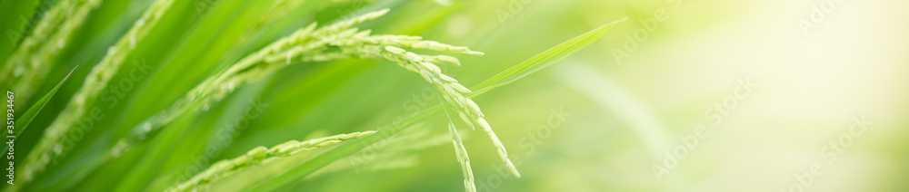 fresh rice green grass background cover page Stock Photo | Adobe Stock