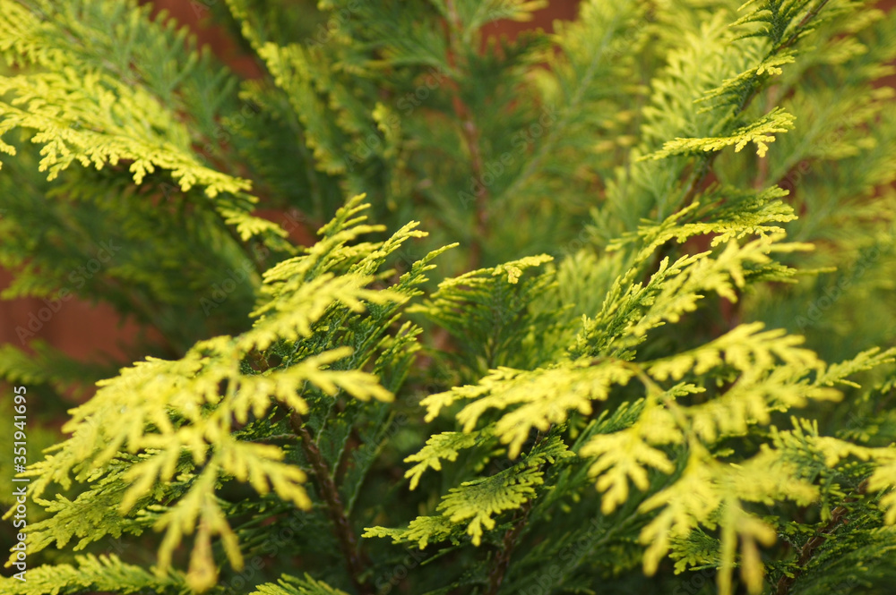 Lebensbaum Thuja Baum als Heckenpflanze Stock Photo | Adobe Stock