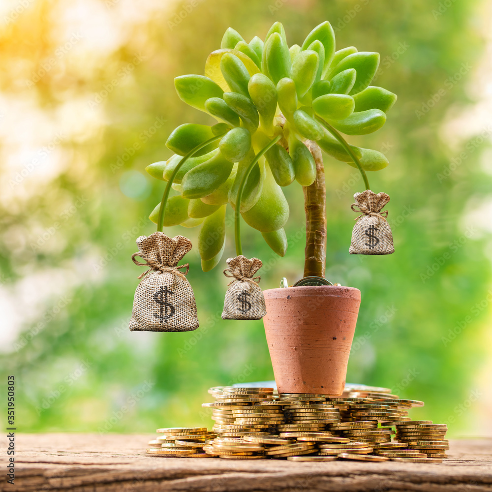 Sacred tree, flowering as a money bag of enormous value which is ...