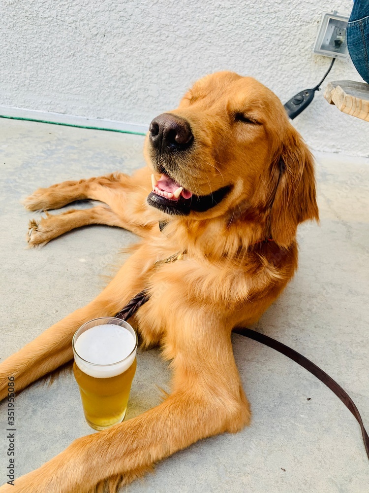Dog with craft beer at brewery Stock Photo | Adobe Stock