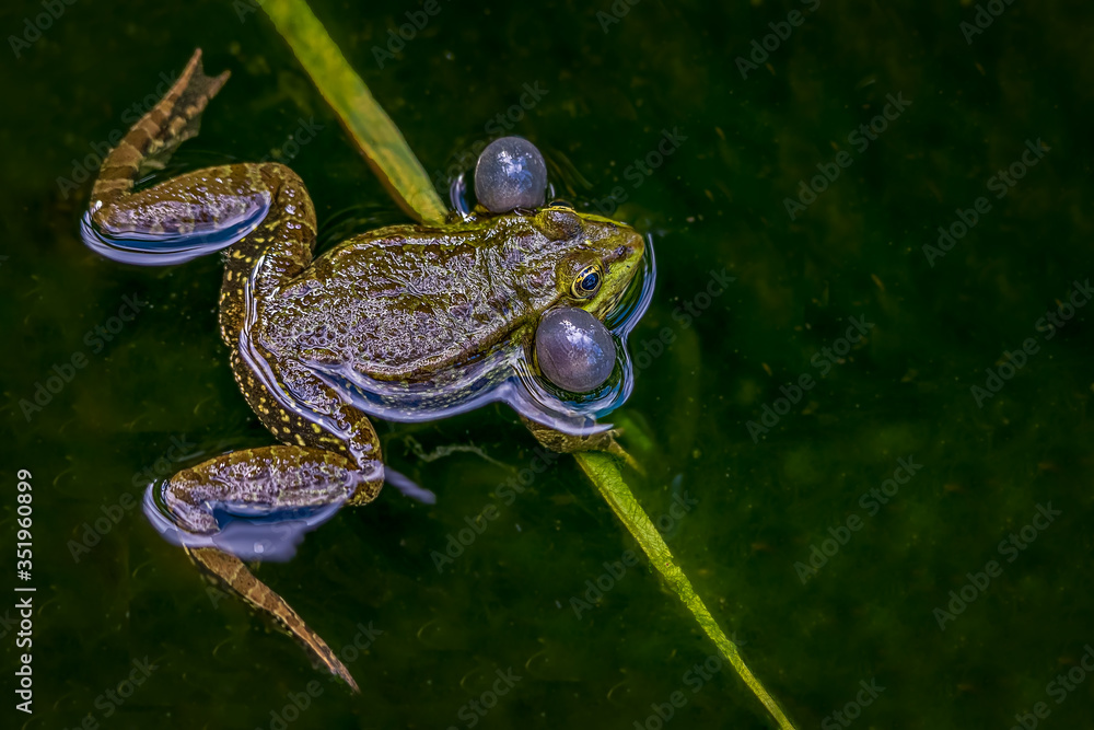 Frog in water. Two breeding male pool frog (Pelophylax lessonae) with ...