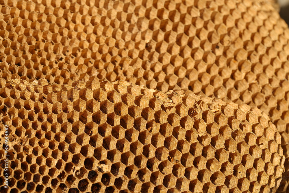 Bienenwabe, Wespennest Stock Photo | Adobe Stock