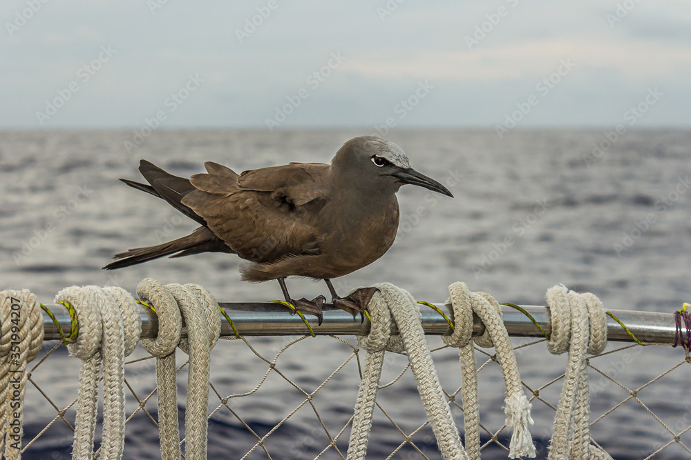 Foto de The brown or common noddy (Anous stolidus) aboard a yacht in ...