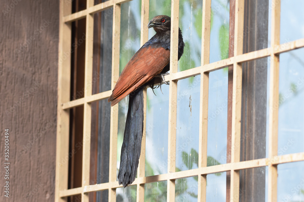 Full view of Greater Coucal coccal or Cuckoo or Crow pheasant ...