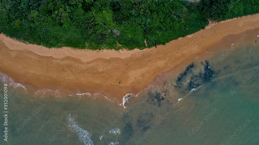 Stranded humpback whale photographed in Serra City, in Espirito Santo ...