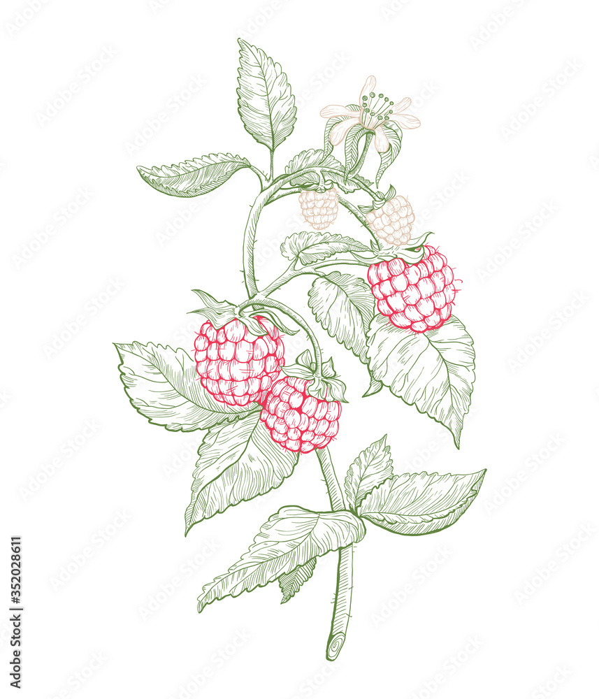 Raspberry vector illustration. Sketch of berry branch, isolated drawing ...