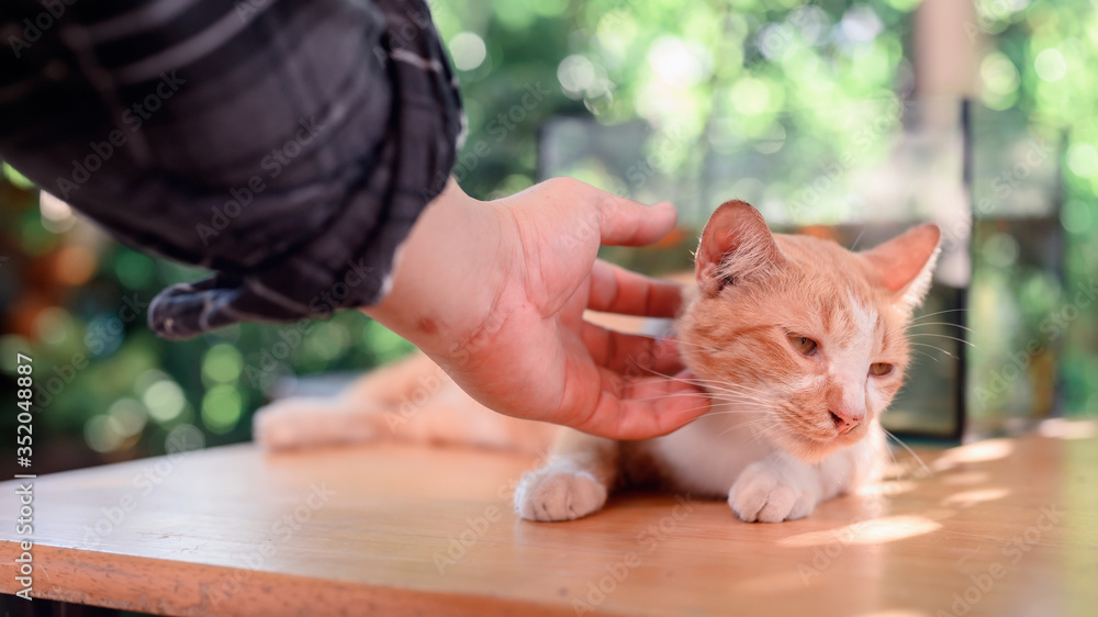 Lock down and Self-quarantine at home with cat. Social disconnect and ...
