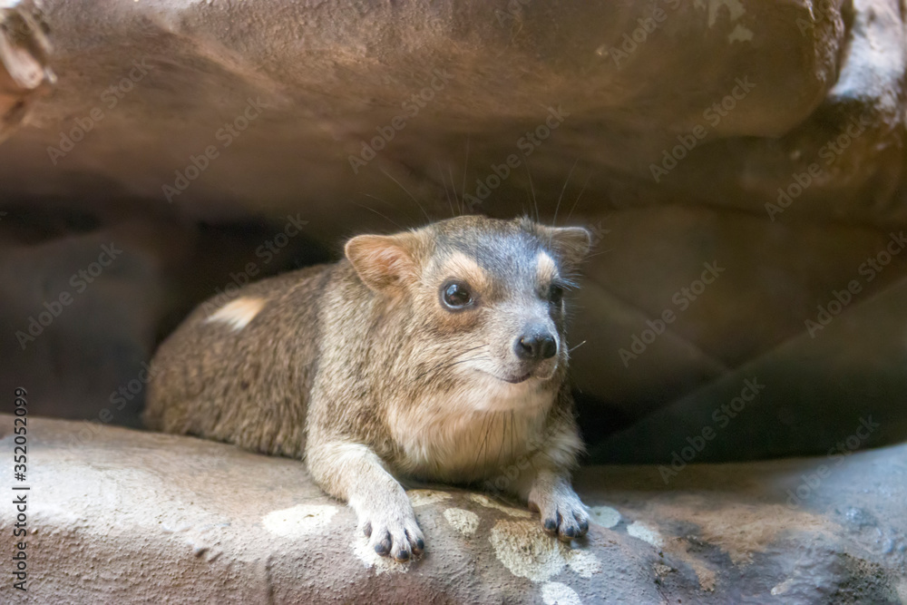 Yellow-spotted rock hyrax is a species of mammal in the family ...