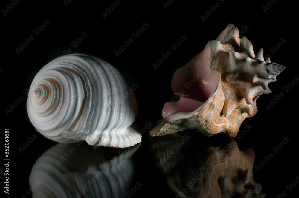 Snail shells on shiny surfaces in a black background, still life ...