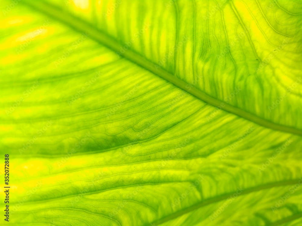 close up Taro leaves (Colocasia esculenta, talas) with natural ...