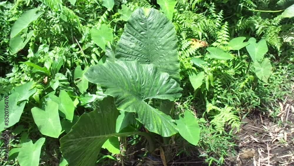 close up Taro leaves (Colocasia esculenta, talas) with natural ...