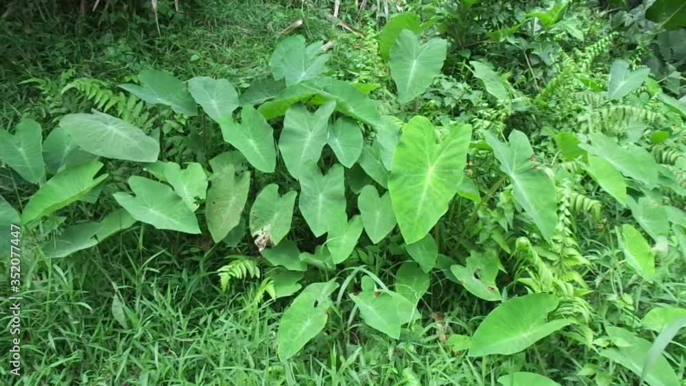 close up Taro leaves (Colocasia esculenta, talas) with natural ...