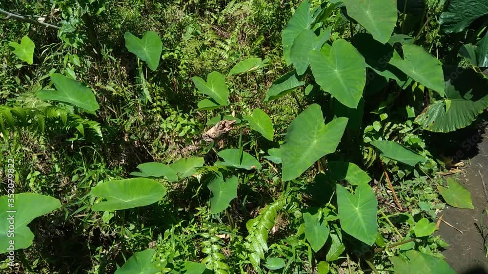 close up Taro leaves (Colocasia esculenta, talas) with natural ...