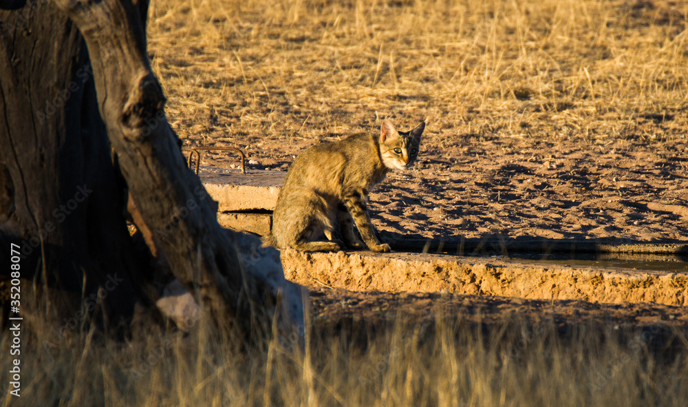 African Wild cat hunting in Kalahari Stock Photo | Adobe Stock