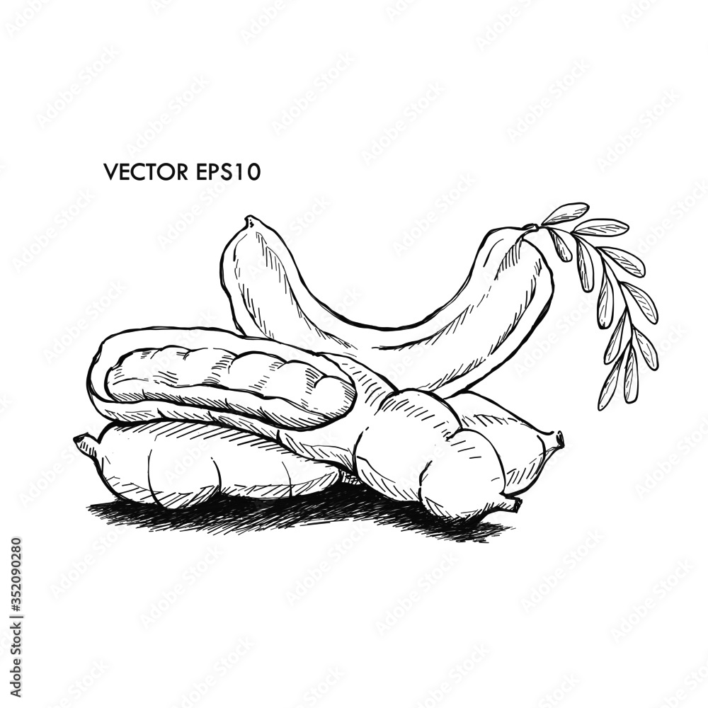 Illustration hand drawn sketch Tamarind on white background, outline ...