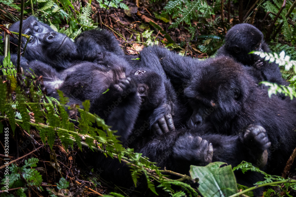 The mountain gorilla (Gorilla beringei beringei) is a subspecies of ...