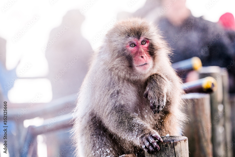 Red face snow monkey Looking at tourists, Jigokudani Monkey Park in ...