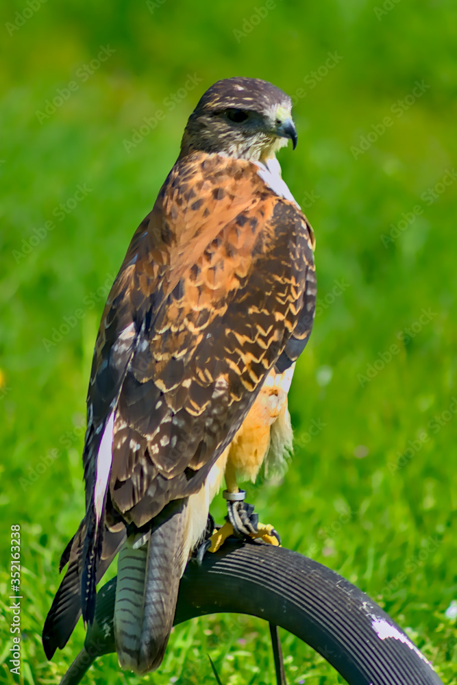 A hawk is posing. The head is turned to the right. The hawk is a ...