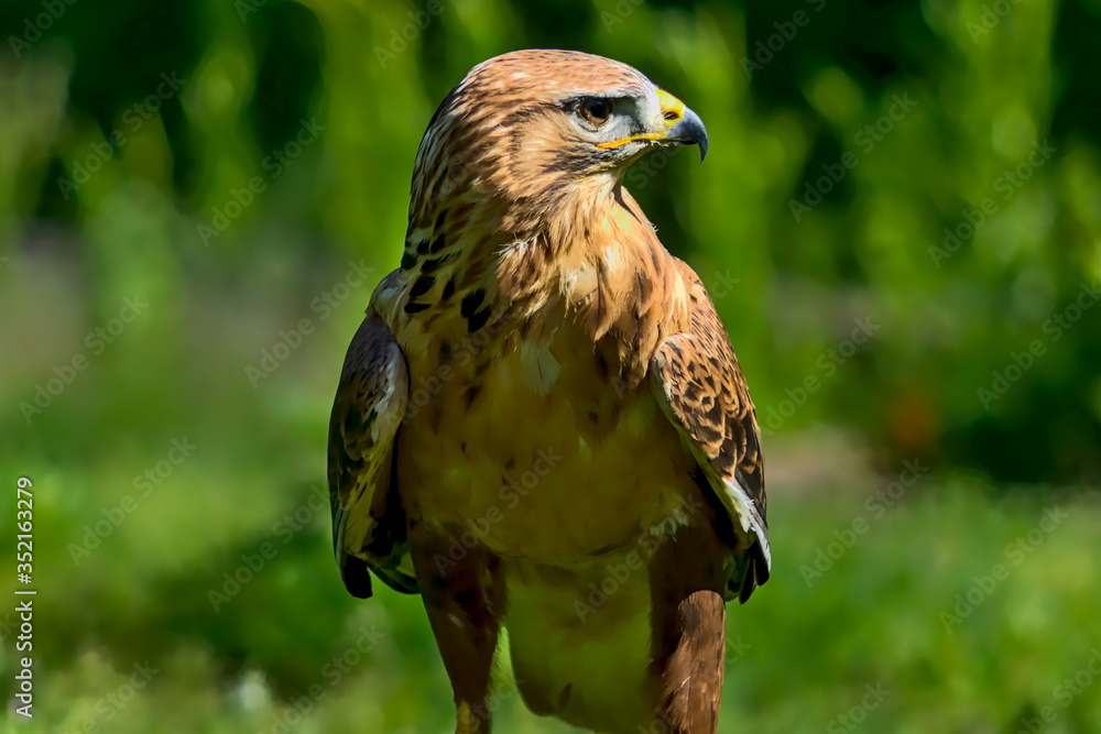A hawk is posing. The head is turned to the left. The hawk is a ...