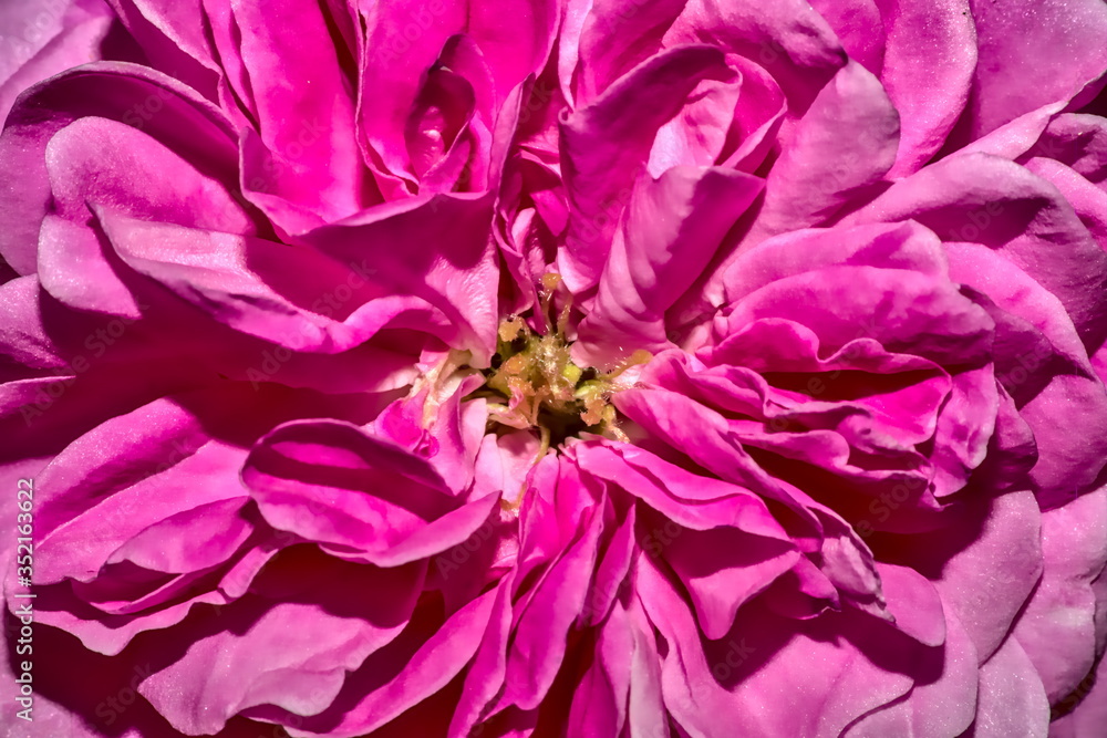 Macro shot of a purple rose petal. The picture shows a purple rose ...