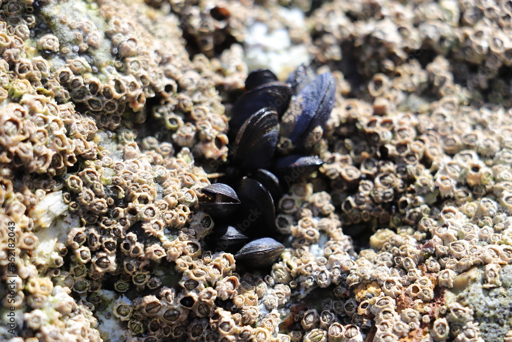 Mussels and Barnacles on rock at beach Stock Photo | Adobe Stock