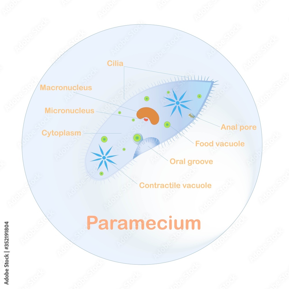 Structure scheme of Paramecium for school biology lessons stock vector ...