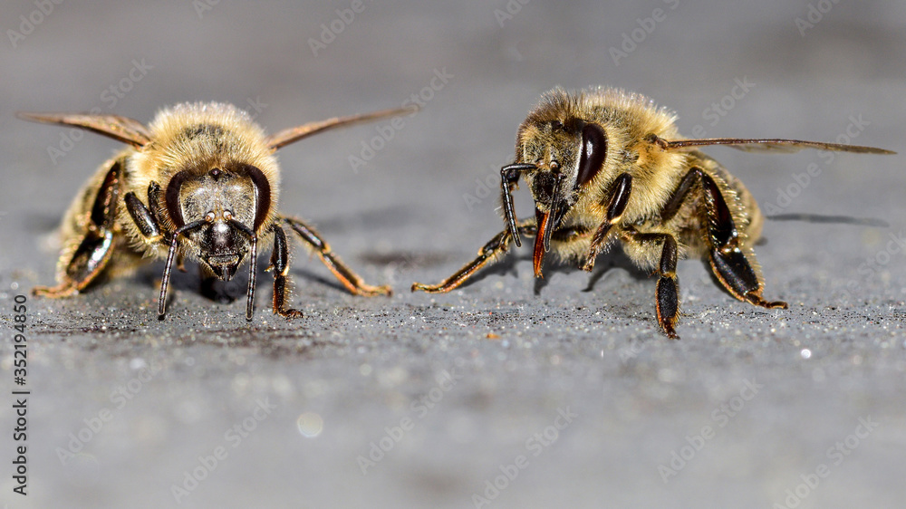 Foto de Biene, Erdbiene, Sandbiene, Zaunwicken-Sandbiene, Andrena ...