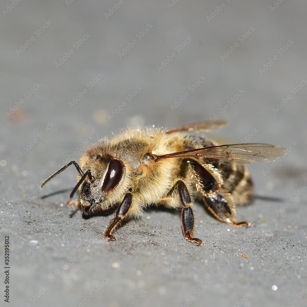 Biene, Erdbiene, Sandbiene, Zaunwicken-Sandbiene, Andrena (Taeniandrena ...