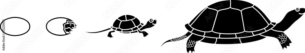 Life cycle of European pond turtle (Emys orbicularis). Sequence of ...